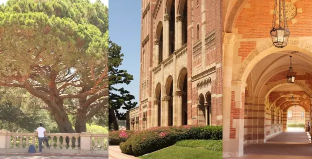 Passeios No Campus Da Ucla