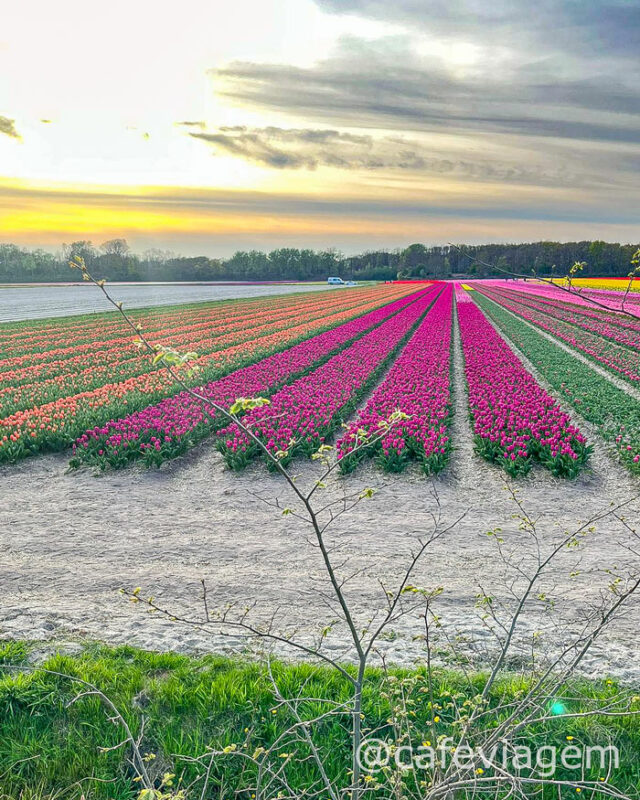 Jardim das Tulipas na Holanda, toda a poesia da primavera
